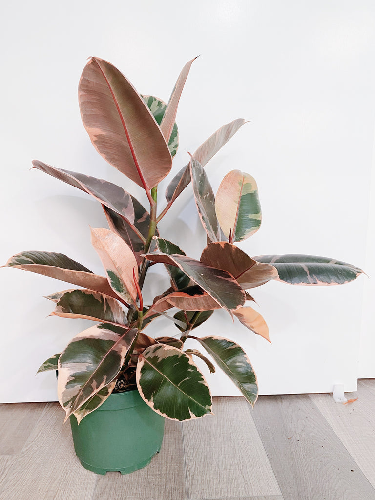 Ficus Elastica Ruby – Rooted Hues